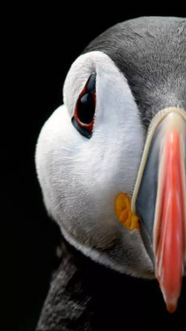 10 animals with the most beautiful, and unique eyes in the world
