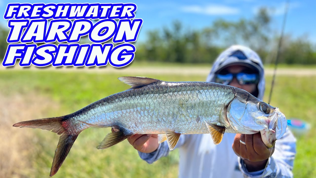 Freshwater Tarpon Fishing Action—These Strikes Are Wild