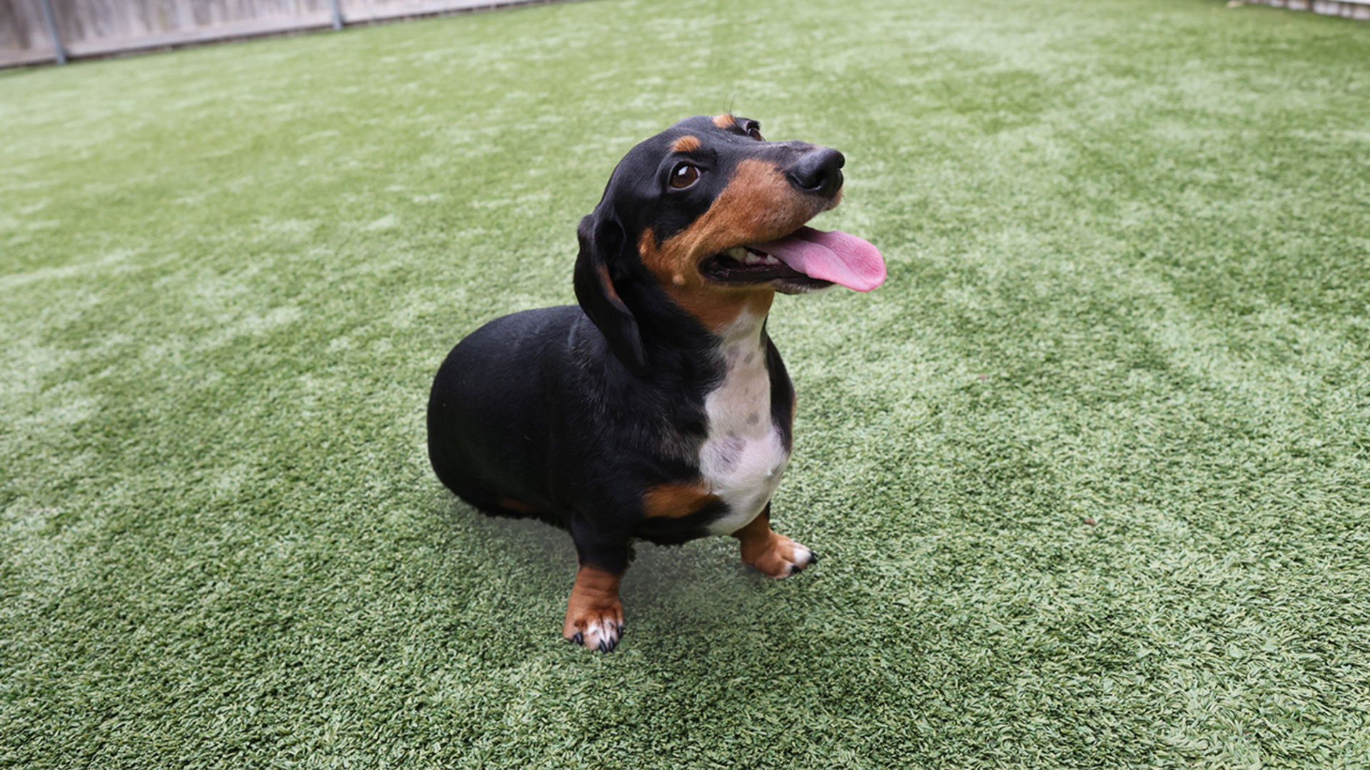 Un cane intelligente è in grado di rimuovere i tappi delle bottiglie a ...