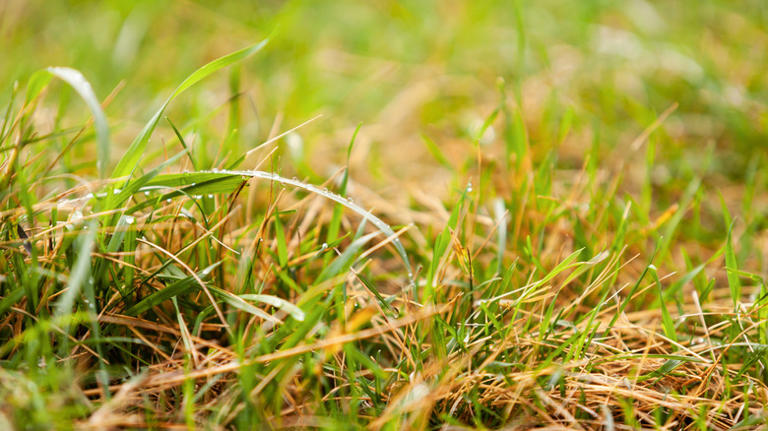 How To Tell You've Been Watering Your Lawn Too Frequently