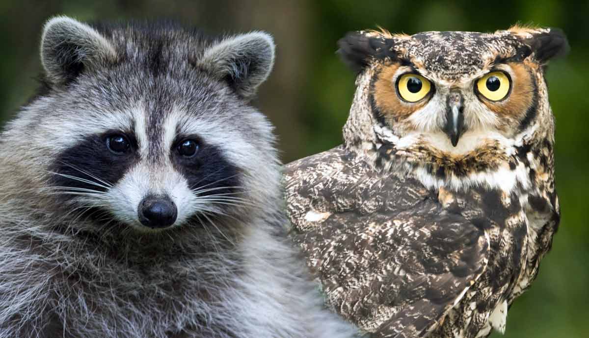Night Vision: 5 Animals That Can See in the Dark