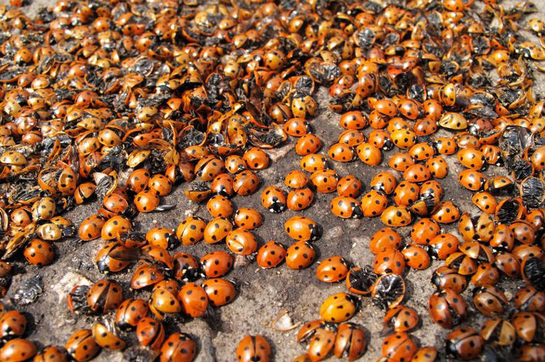 Tourists face 'millions' of beetles as ladybird swarms invade beaches