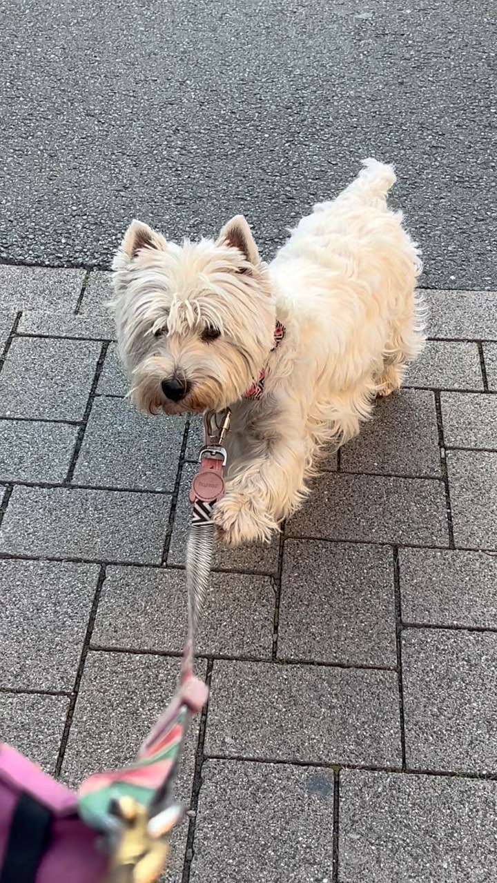 Happy Puppy, Big Adventures Ahead