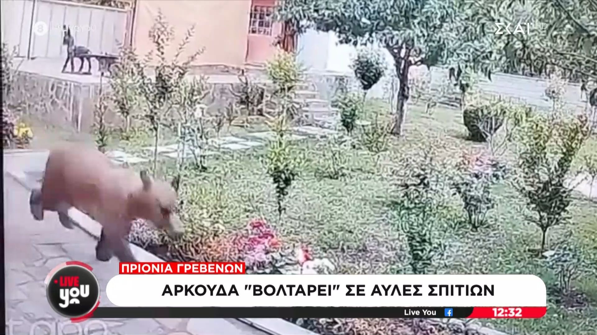 Αρκούδα "βολτάρει" σε αυλές σπιτιών στα Γρεβενά