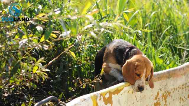 This Dog Was Absolutely Obsessed With Toads, So Her Family Decided They ...