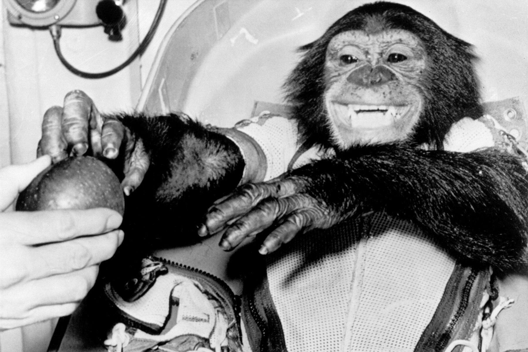 Ham the chimpanzee: The first hominoid launched into space