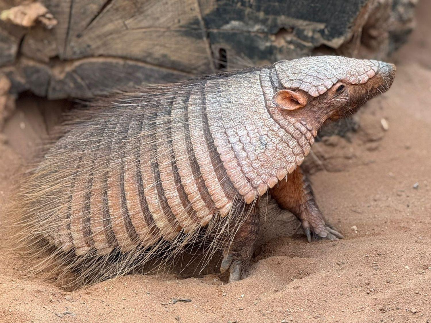 Follow the flutter, swing and squawk along the Tropical Treasures trail