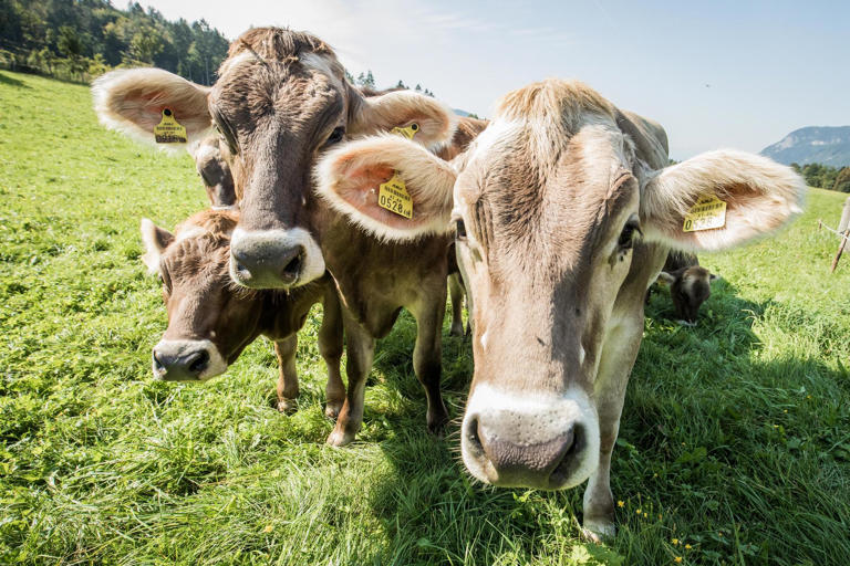 Hund scheuchte Kuhherde auf, Besitzerin von Rindern überrannt