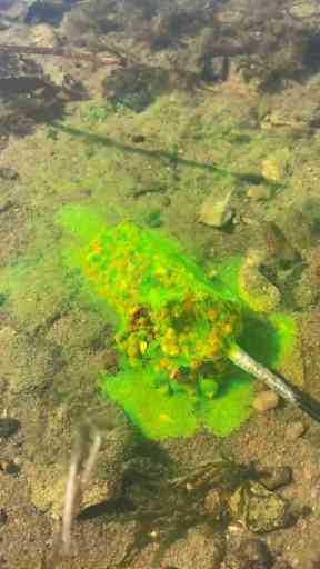 Carp Rig Perfection Watch This Viral Fishing Montage