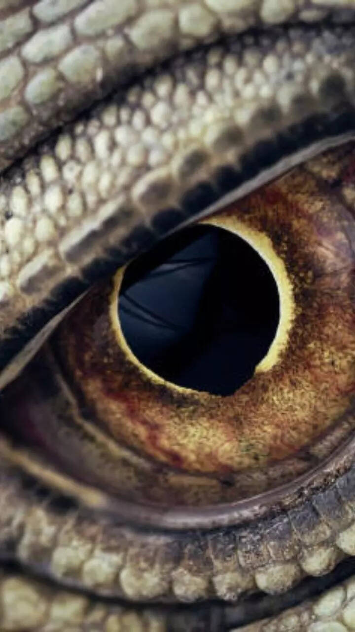10 animals with the most beautiful, and unique eyes in the world