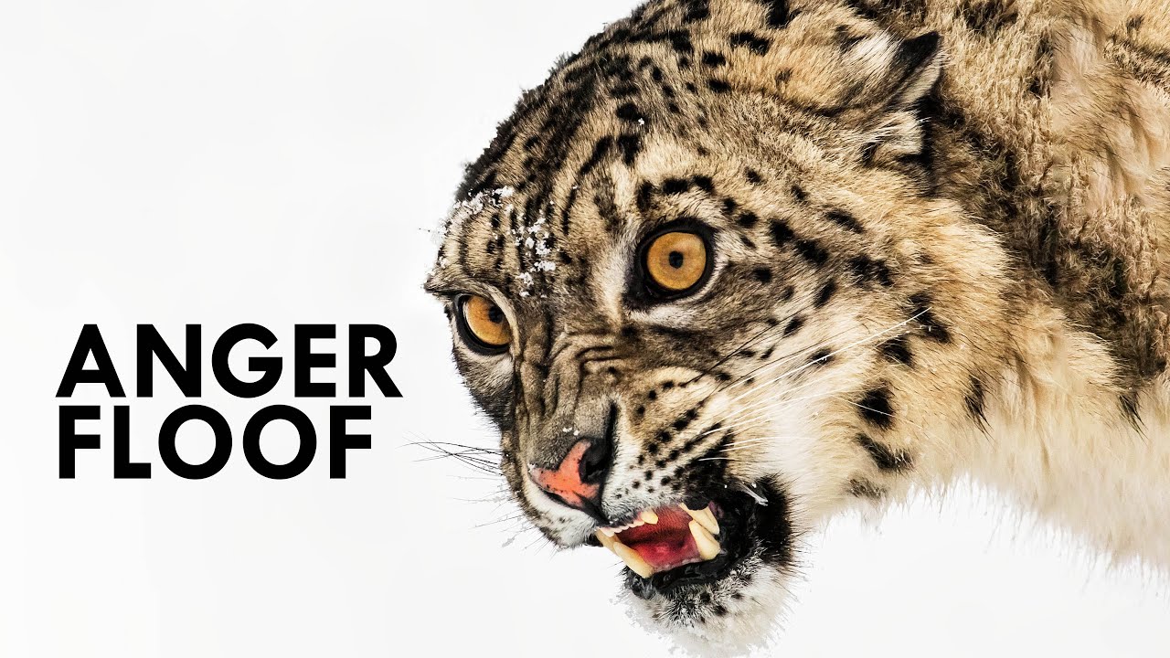 Snow Leopards Wrap Up in Their Tails