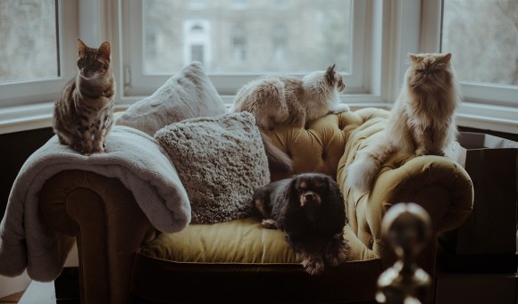 How Many Cats Is Too Many? Tips for Happy Multi-Cat Homes