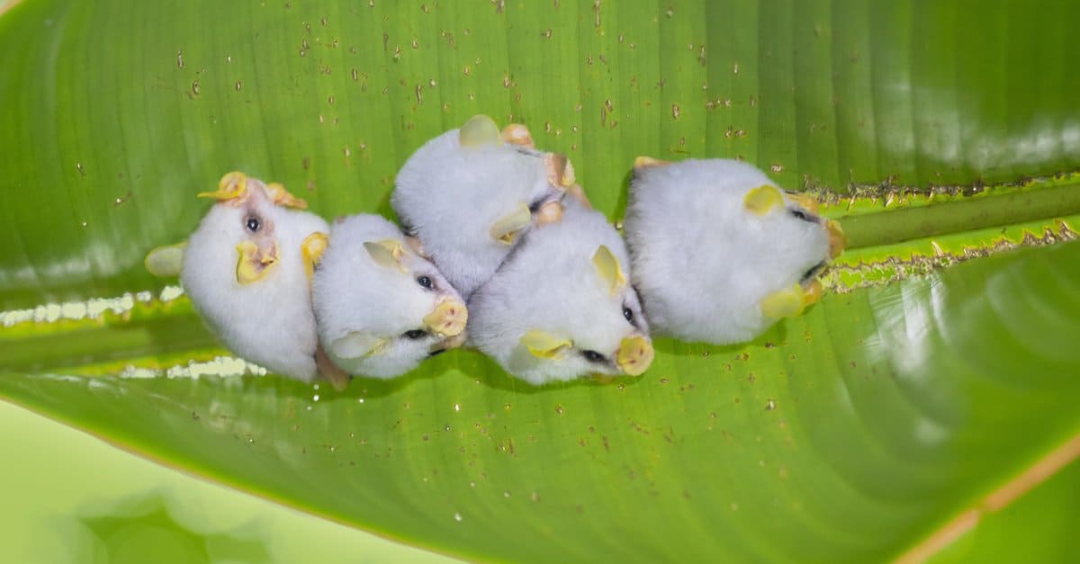 Discover the Cutest Bats: A Look at Nature’s Adorable Flying Mammals