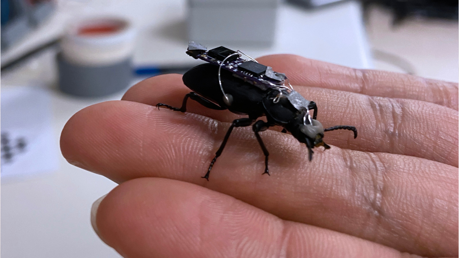 Remote Controlled 'Cyborg' Beetles Could Help Rescue Crews Locate ...