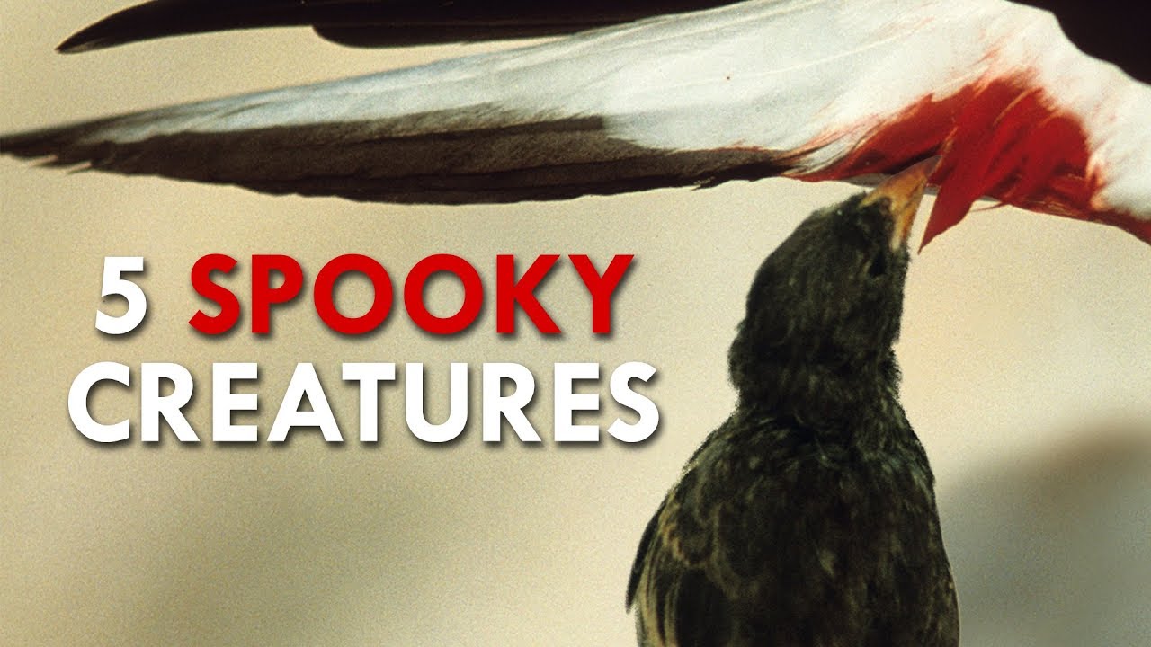 The 5 Scariest Creatures
