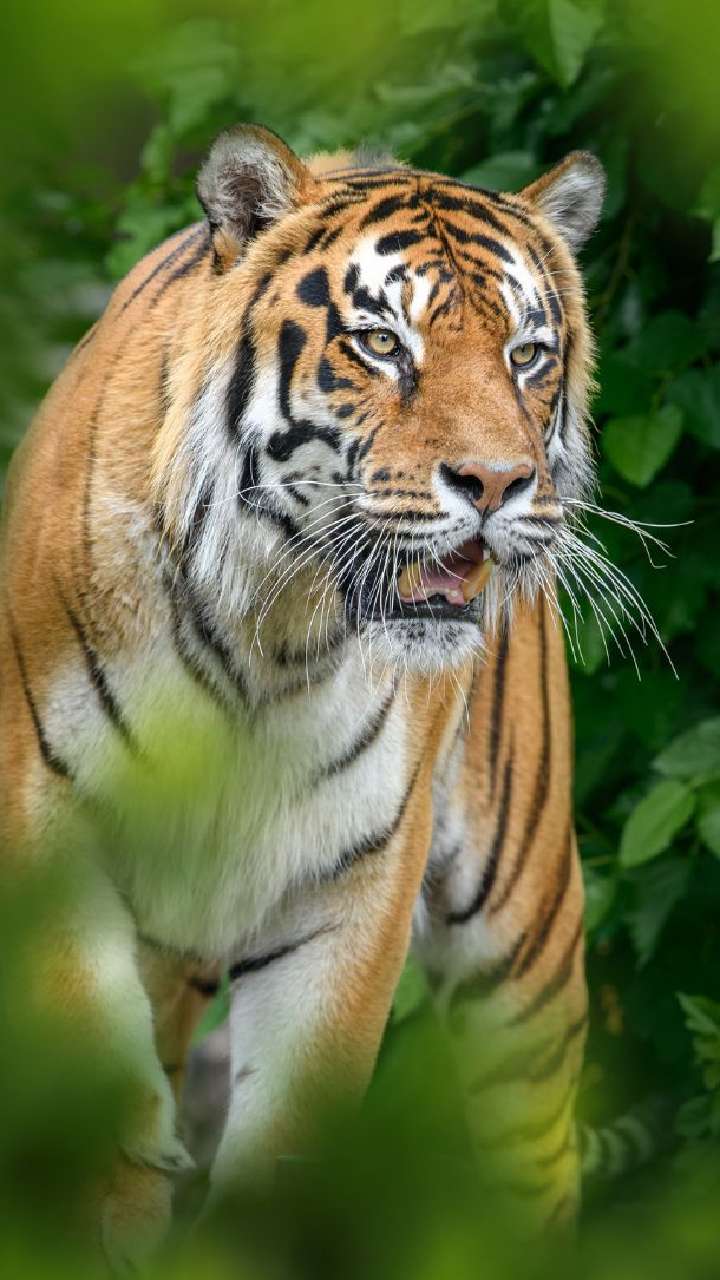 5 Reasons Why Wild Animals Do Not Attack Safari Cars?