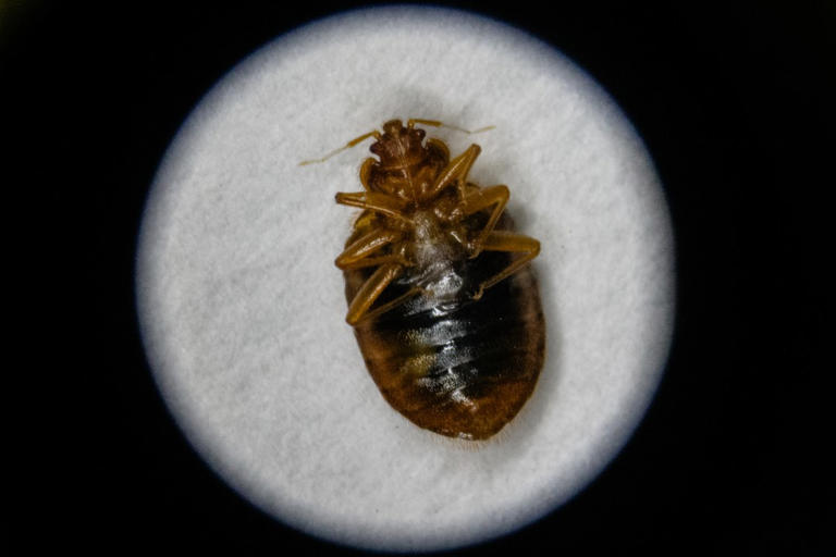 Bed bugs: What to know, how to treat them