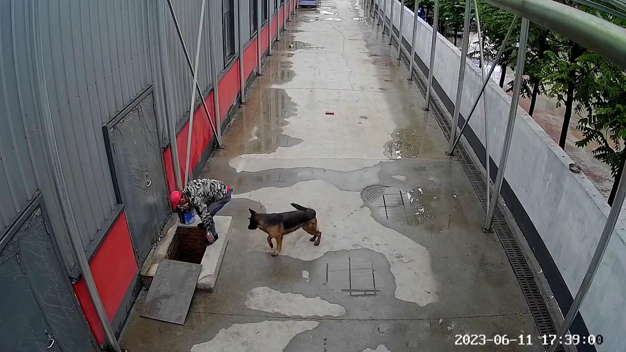 German Shepherd alerts worker to fellow dog trapped in drain