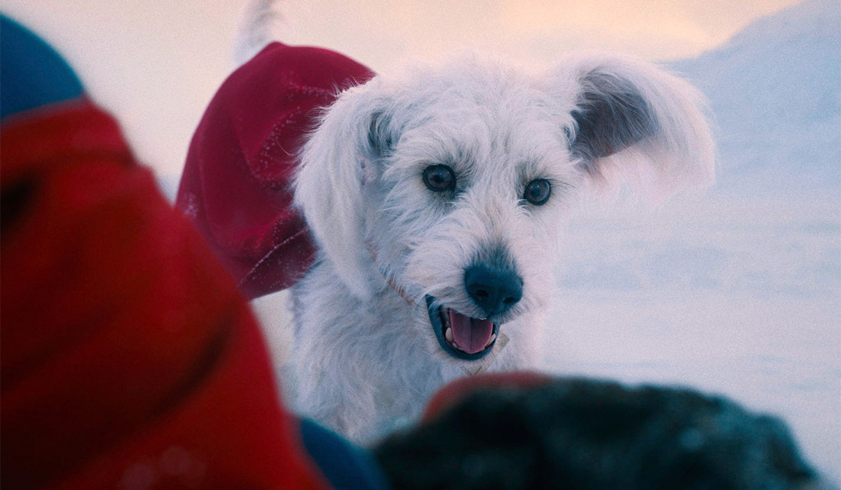 The inspiring true story behind Superman’s canine sidekick, Krypto the ...