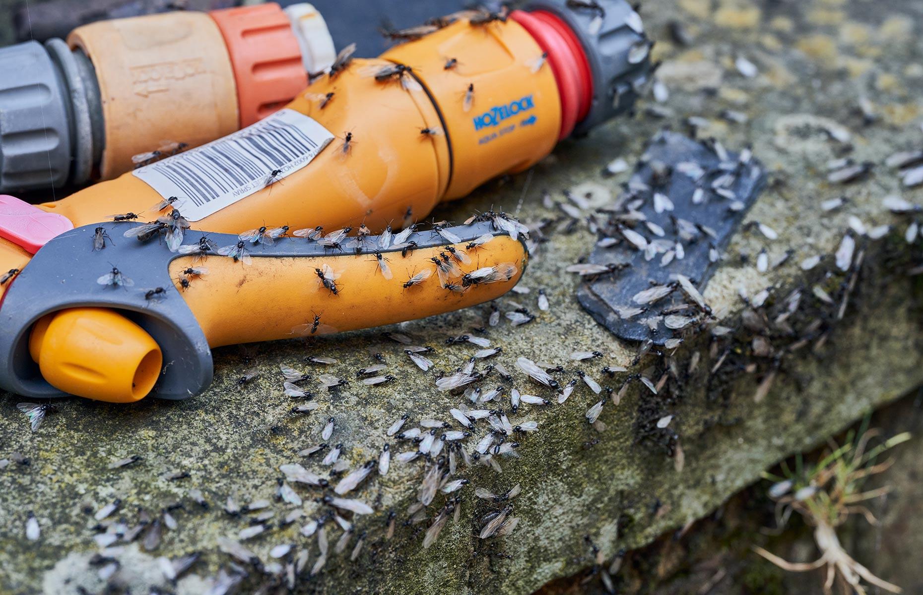 15 common summer pests and how to get rid of them