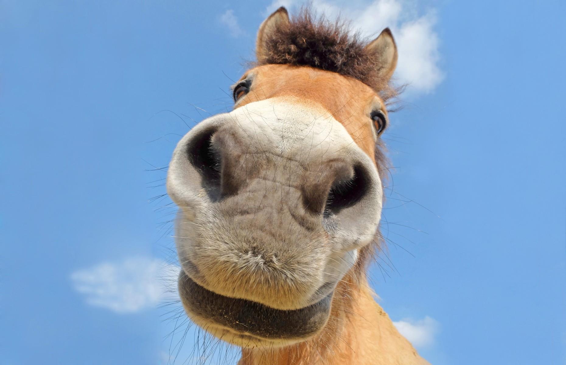 Cute Animal Photos That Are Sure To Cheer You Up