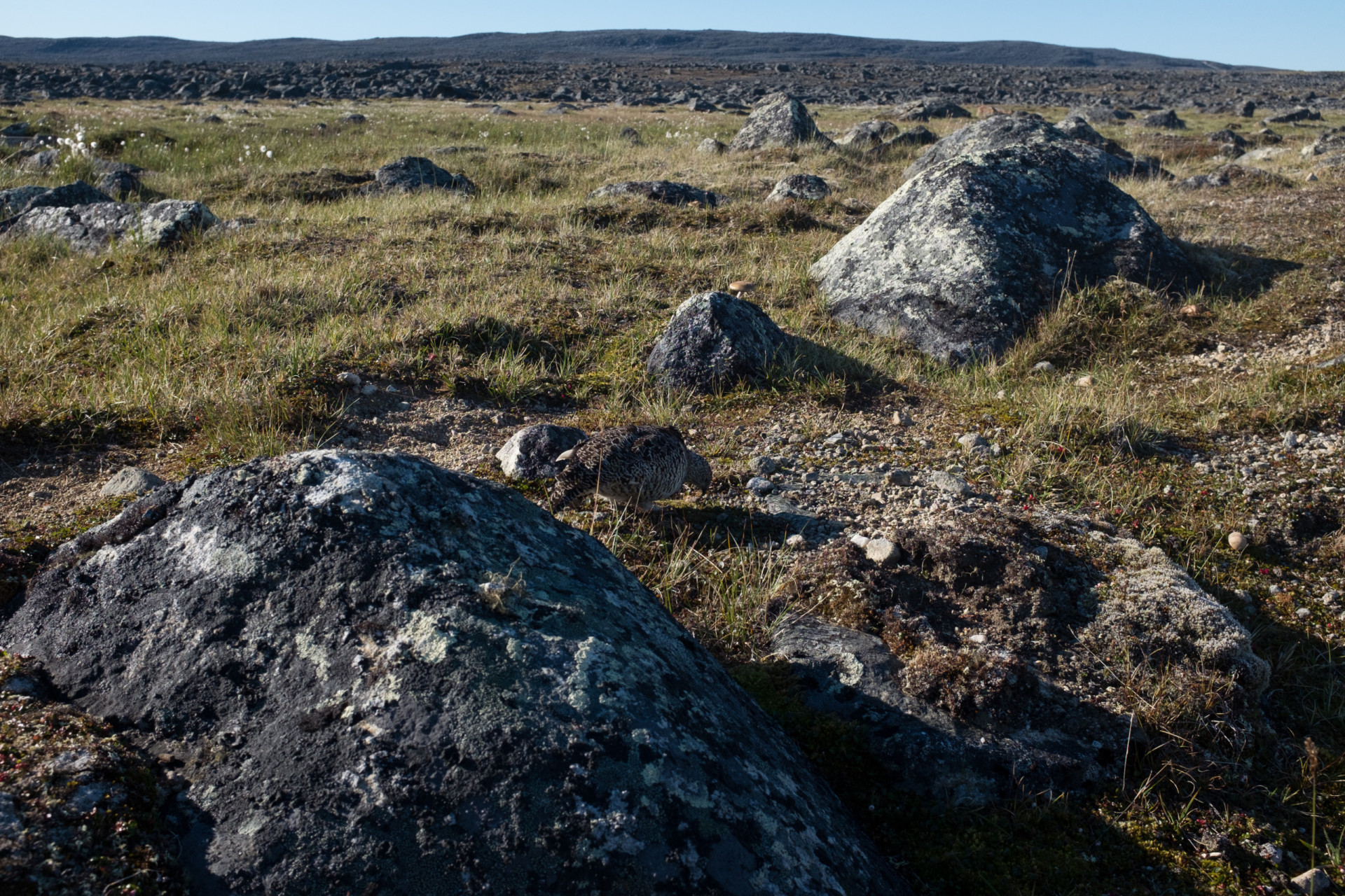 Does Earth’s oldest rock prove life on other planets?