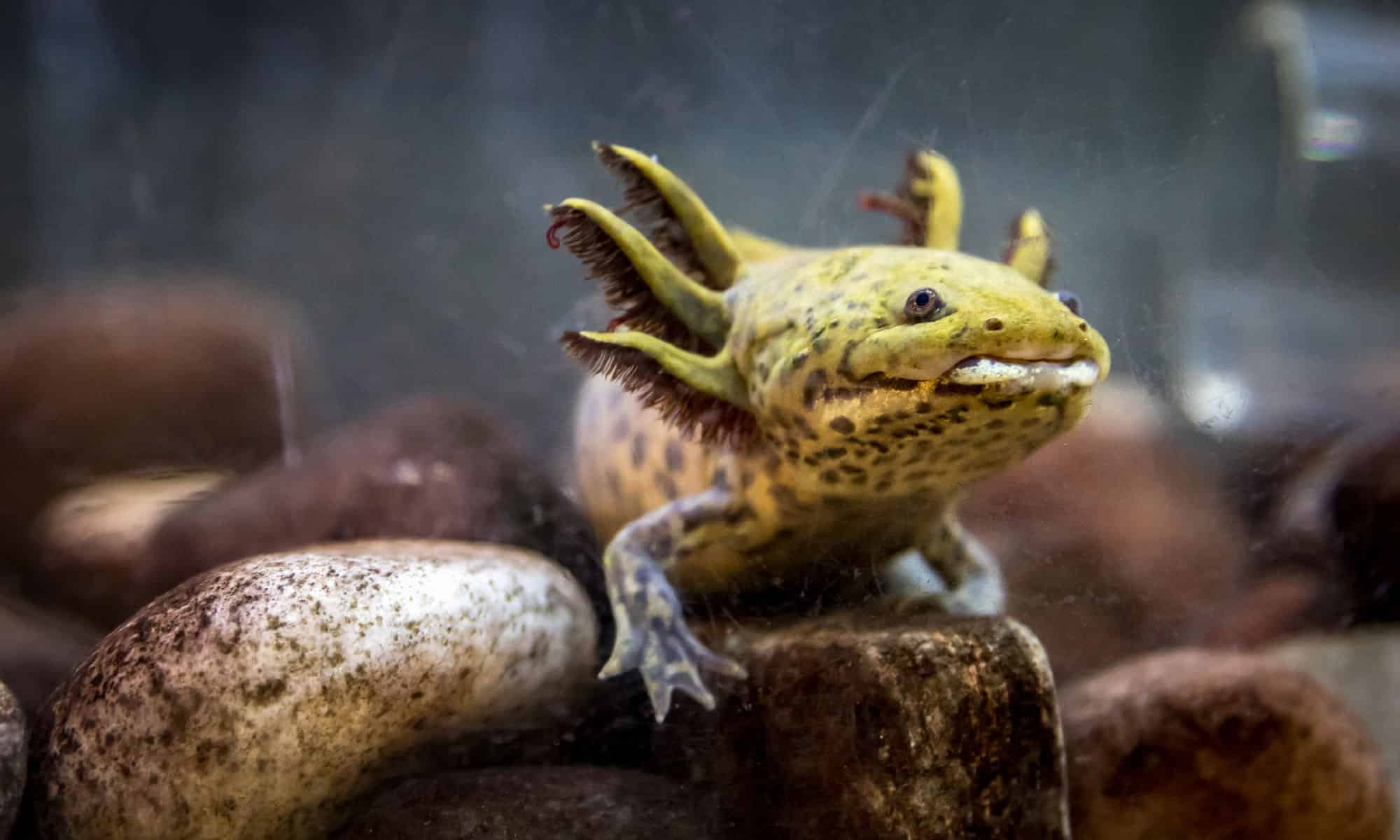 13 Bizarre Facts about the Axolotl, The Strangest Creature in the ...