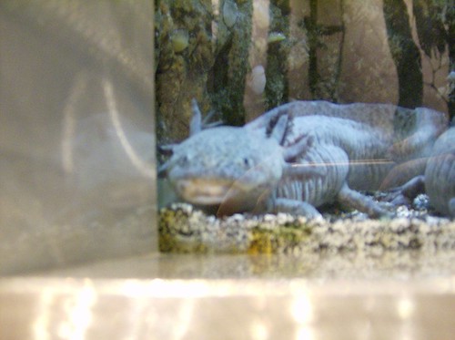13 Bizarre Facts about the Axolotl, The Strangest Creature in the ...