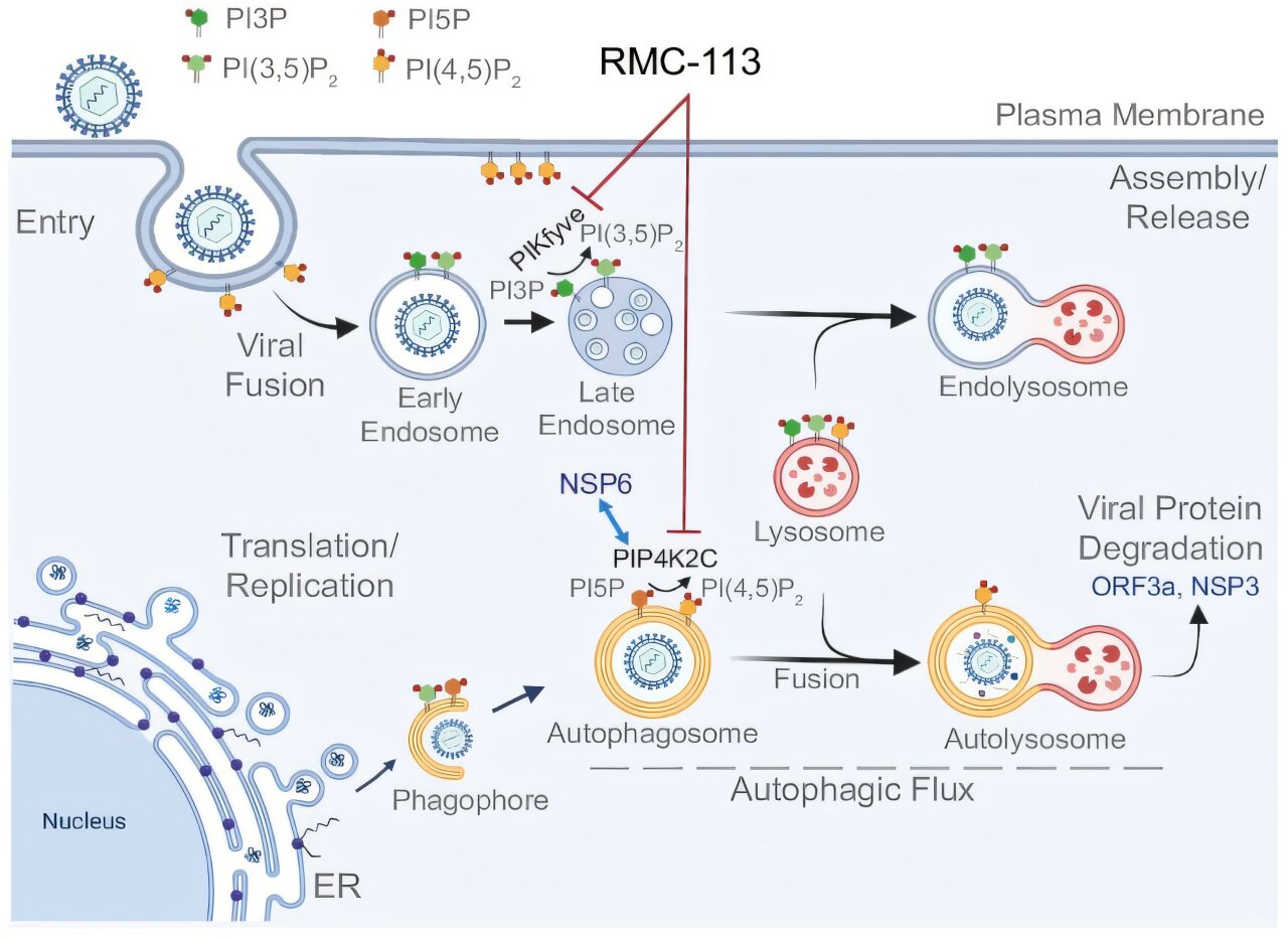 Emerging viral threats combated by a potent new dual lipid kinase inhibitor