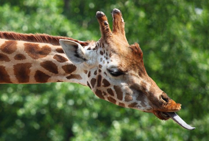 The 10 Strangest Tongues In The Animal Kingdom