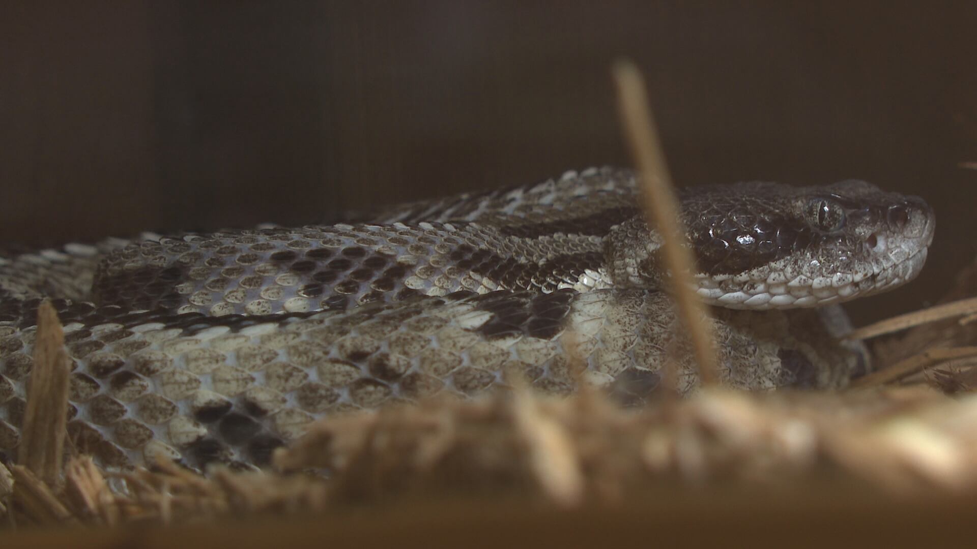 Birmingham emergency vet care seeing dozens of snake bite cases this summer