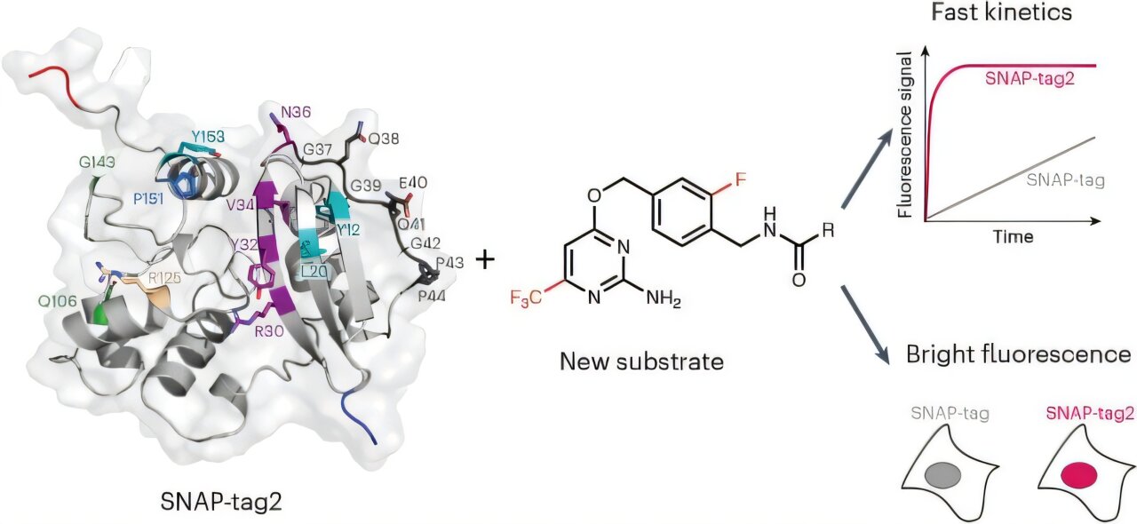 Faster and brighter protein labeling with new tool SNAP-tag2