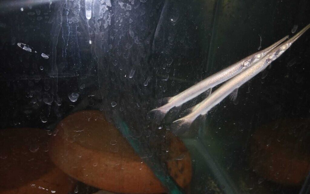 Customs officers foil attempt to smuggle 17 ornamental fish into Israel ...