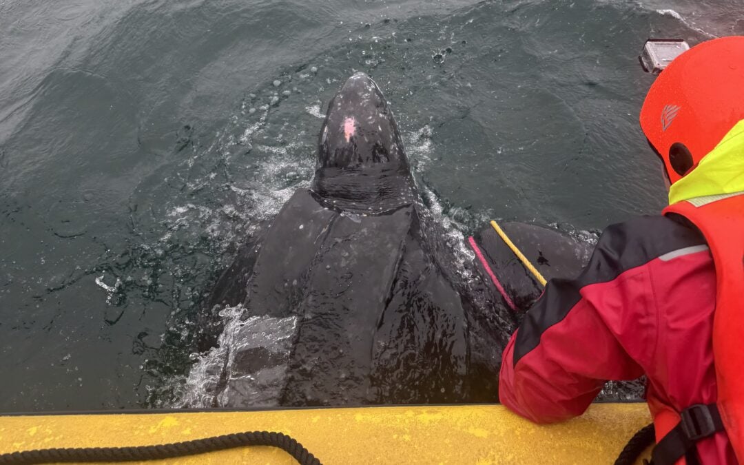 500-pound sea turtle freed from fishing gear in Cape Cod Bay