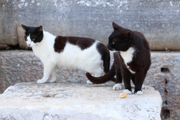 Cats Declare Unexpected Home Depot Treasure As Their Royal Throne