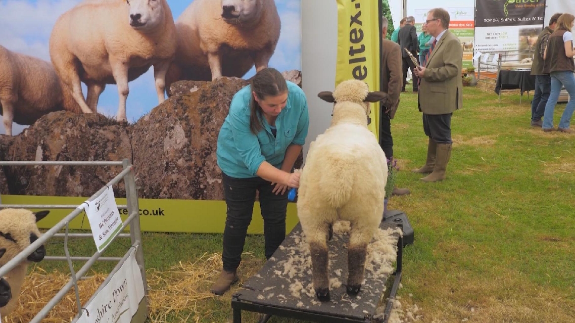 Reino Unido-Oveja Exlana