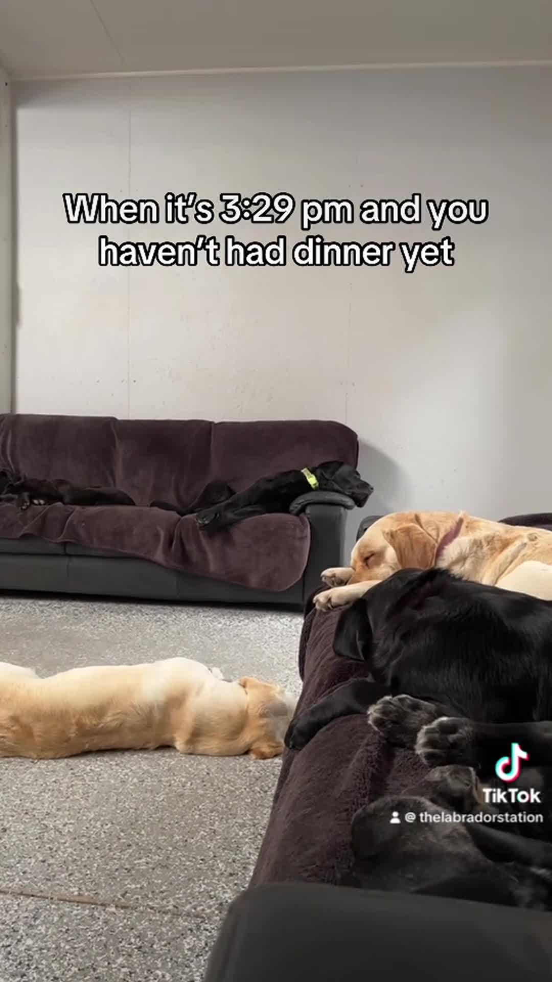 Dogs Await Dinner Time with Sleepy Anticipation
