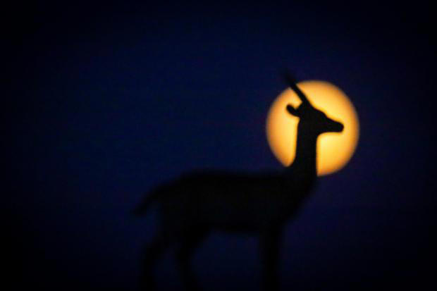 Readers capture glimpses of stunning Buck Moon in Newport