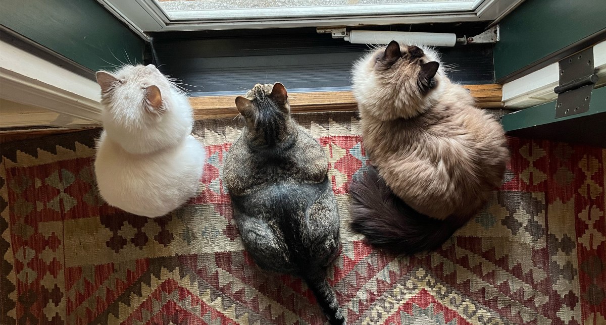 How Many Cats Is Too Many? Tips for Happy Multi-Cat Homes