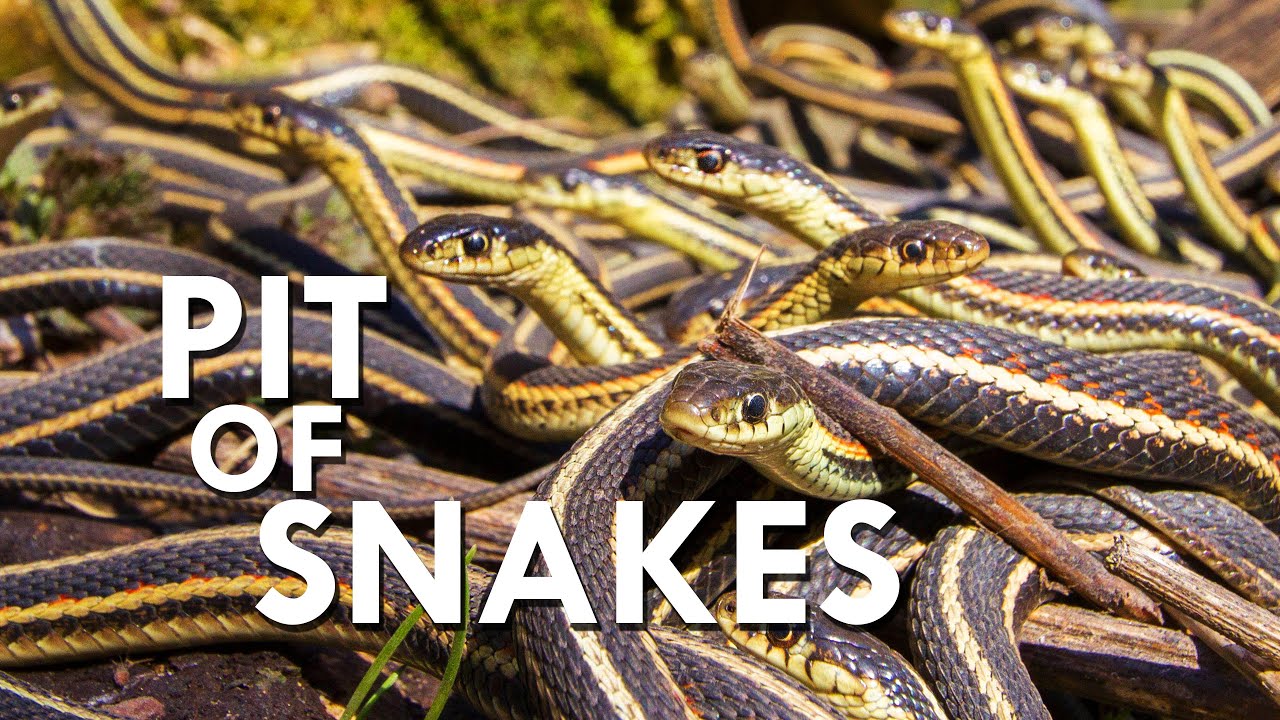 This Snake Pit Holds 75,000 Reasons to Stay Away