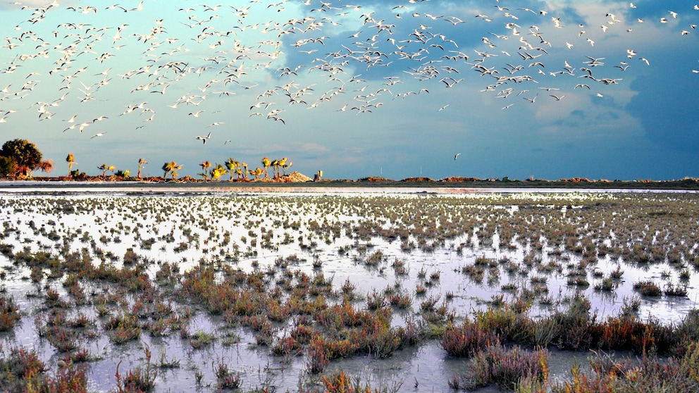 Illegal Bird Hunting in Cyprus: Hundreds of Thousands of Migratory ...