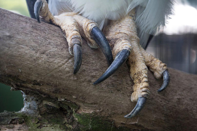 Why Did a Large Harpy Eagle Attack an Adult Woman?