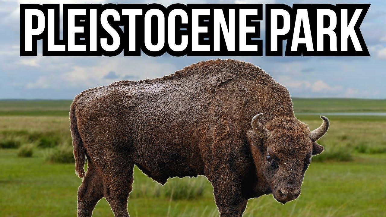 3 Types Of Rewilding That Might Be Needed To Save The Planet