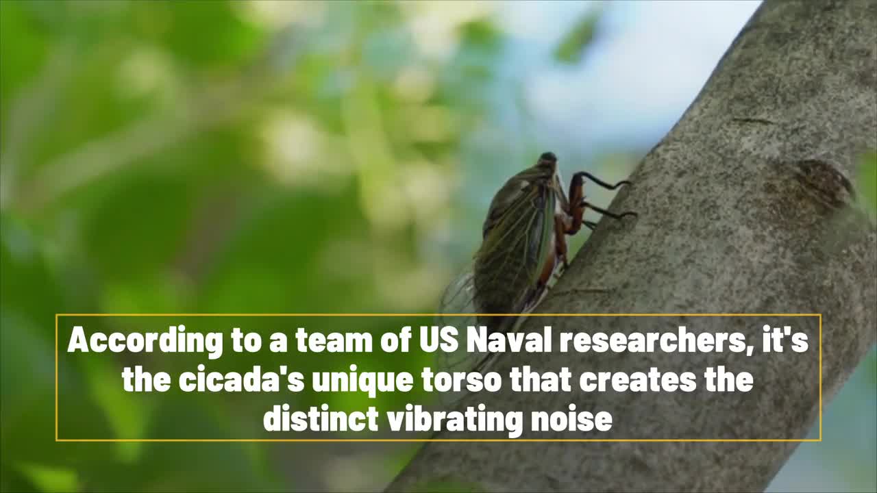 How Do Cicadas Make Their Unique Sound?