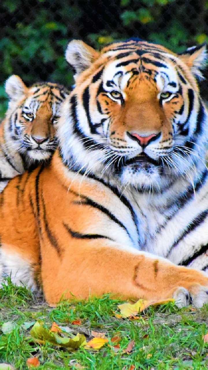 5 Reasons Why Wild Animals Do Not Attack Safari Cars?