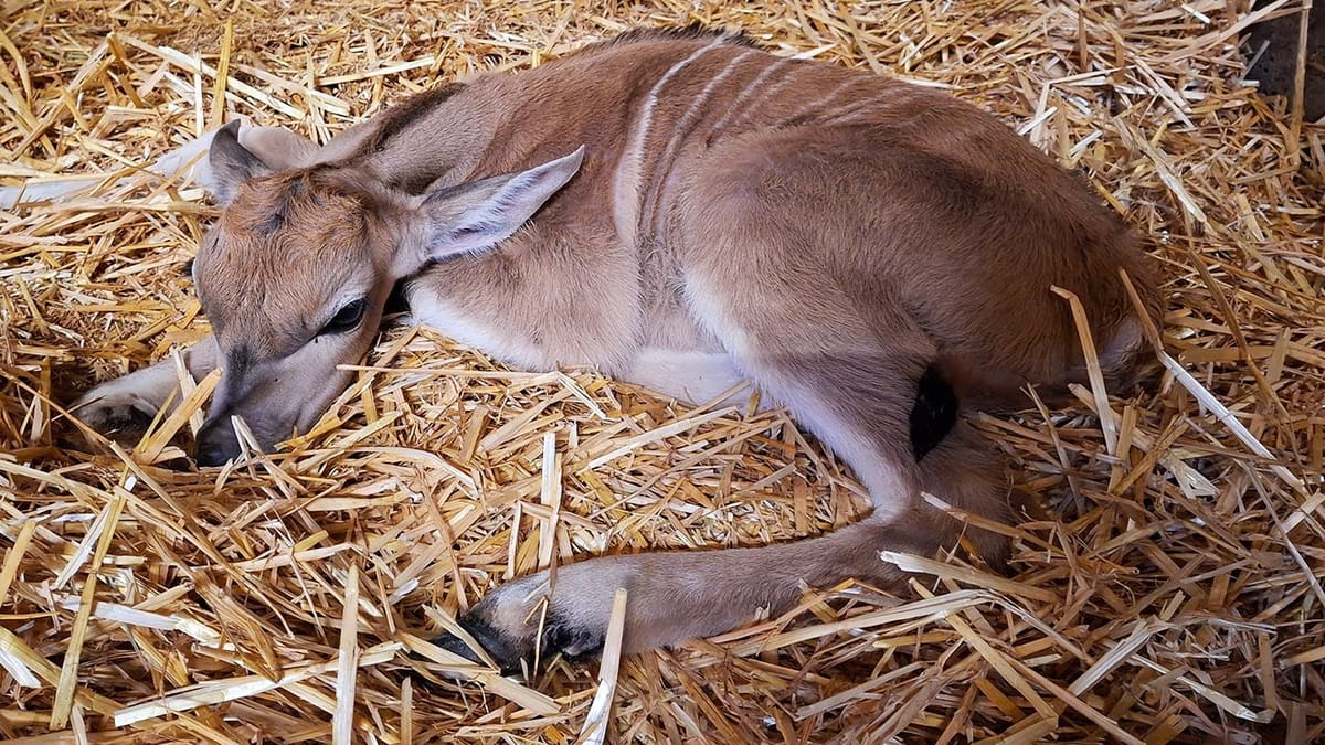 Tierpark Hagenbeck: Baby-Antilope Nadia macht erste Schritte in Hamburg