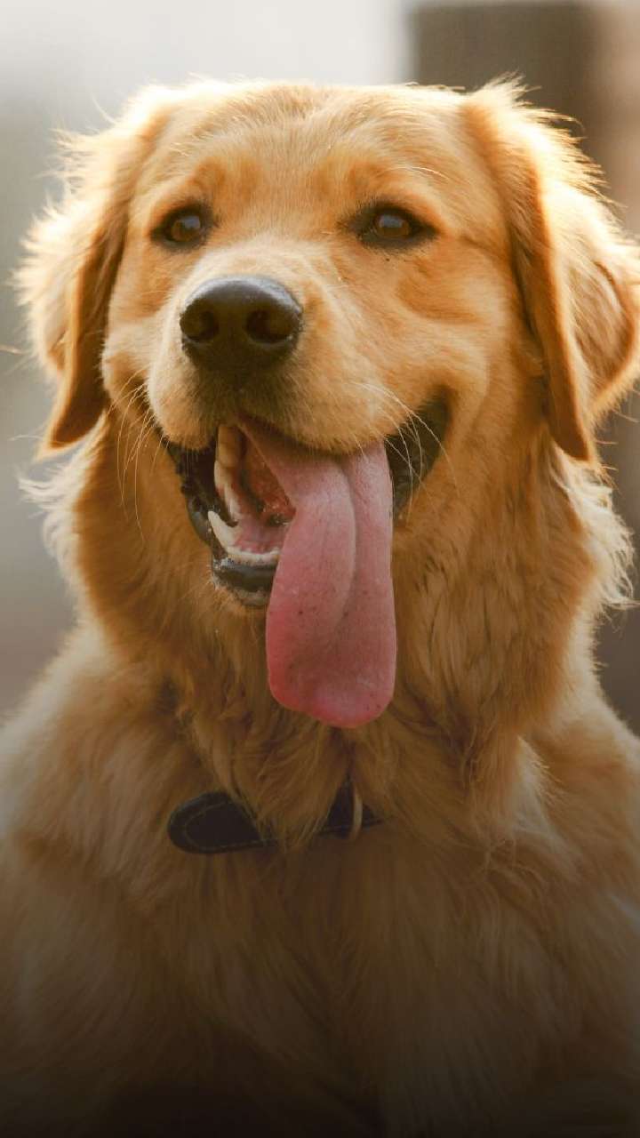 5 Things To Keep In Mind Before Adopting A Dog