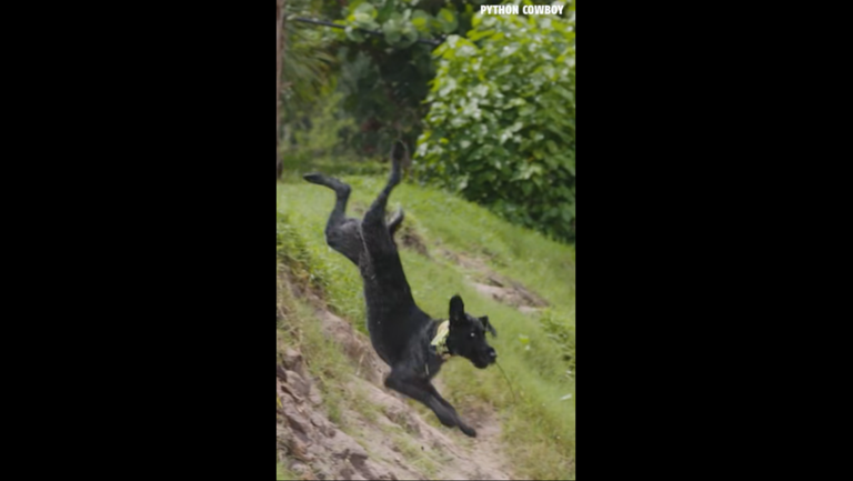 Dog famous for tracking pythons in Florida dies in hunting accident ...