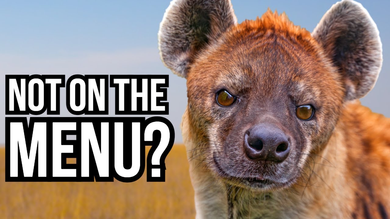 3 Top Predators That Don't Really Hunt Humans