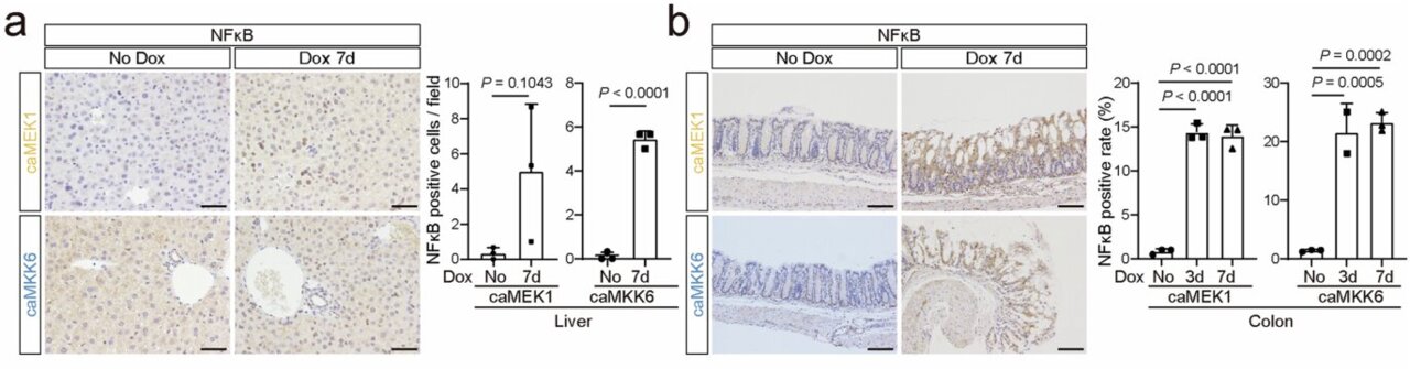 Revealing how senescent cells shape aging at the single-cell level